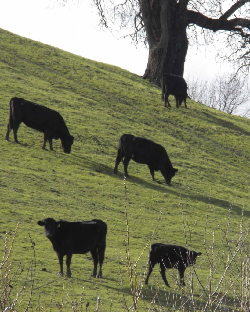 Corn Shortage? Let Them Eat Grass | Tender Grassfed Meat
